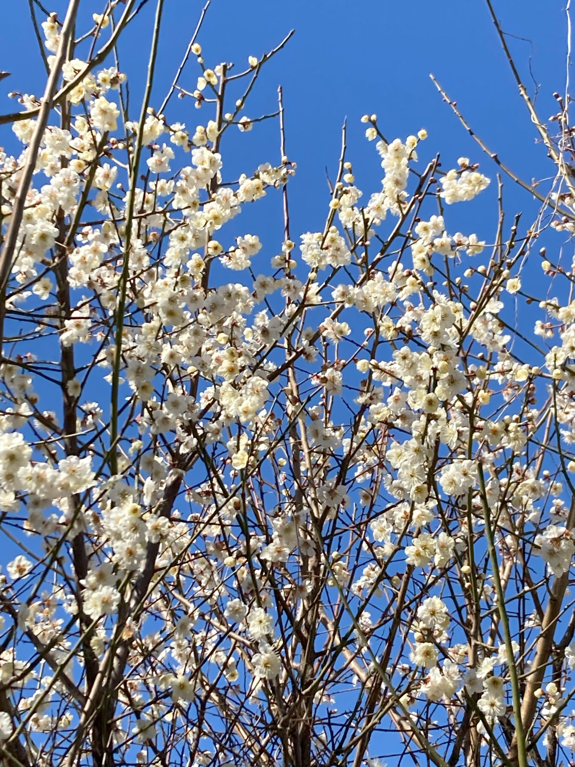 MAP＜一般メンバー用＞ – άμυνα｜Amyna